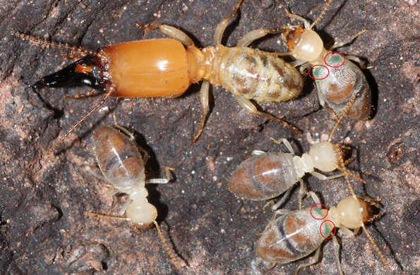 Post: Descubren termitas que envían "soldados bomba" a defender sus ...