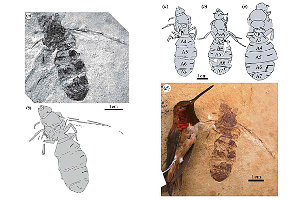 Post: El 'top ten' de los descubrimientos paleontológicos del 2011